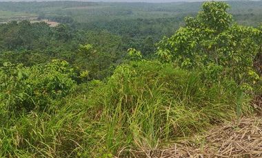 11 Tanah Dijual perkebunan di Lampung region - Mitula Properti