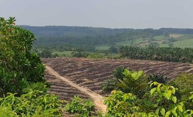 11 Tanah Dijual perkebunan di Lampung region - Mitula Properti