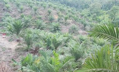 11 Tanah Dijual kebun di Kalimantan Timur region - Mitula Properti